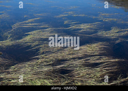 Green grass found under water as a nature background texture Stock ...