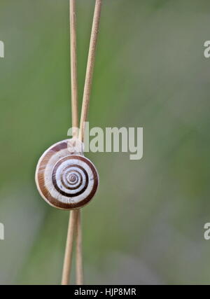 blank, european, caucasian, striated, snail, snail shell, eyes, blank ...