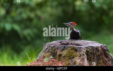 Young juvenile female Pileated woodpecker on a tree stump foraging for ...