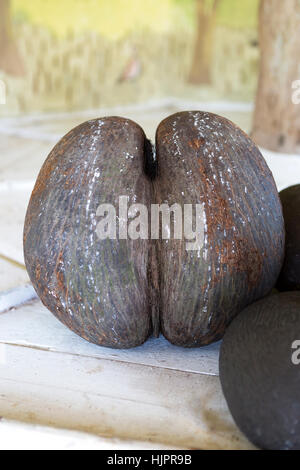 Seychelles, Coco de Mer, fruits on palm tree Stock Photo - Alamy