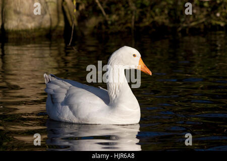 White domestic Emden or Embden goose with a Canada goose branta ...