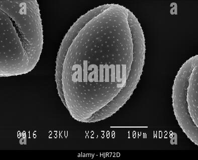 scanning electron micrograph of pollen grain Stock Photo - Alamy