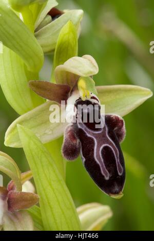 Ophrys kotschyi, Cyprus Bee Orchid. Found at Athalassa Park in Nicosia ...