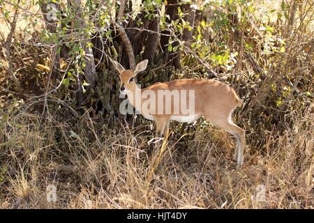 Steenbok standing under a tree, Kruger National Park, South Africa ...