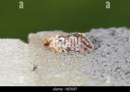 Map-winged Swift (Korscheltellus fusconebulosa Stock Photo - Alamy