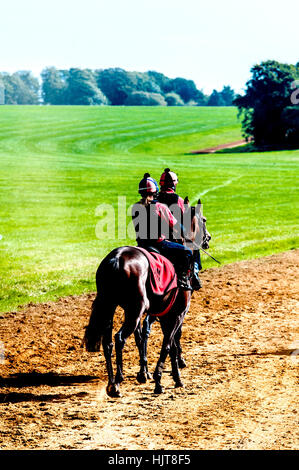 Newmarket, Training grounds Stock Photo - Alamy