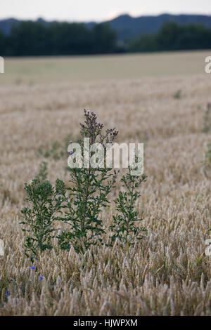 Acker-Kratzdistel, Ackerkratzdistel, Kratzdistel, auf einem ...