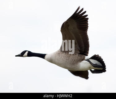 Canadian Goose with wings spread on Island Stock Photo - Alamy