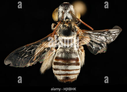 A close-up image of a female Svastra duplocineta, a native bee species ...