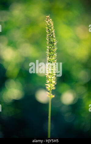 A closeup spica on the background Stock Photo - Alamy