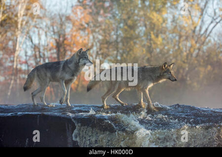 Two American Gray Wolves hunting in the woodlands Stock Photo - Alamy