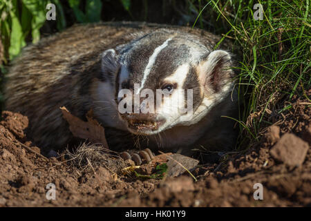 American Badger - close up of claws Stock Photo - Alamy
