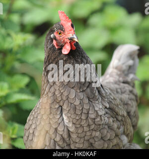 rare breed free range eggs from Old Cotswold Legbar chickens Stock ...