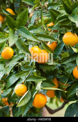 oranges 'Valencia Late', Orange tree Valencia Late (Citrus sinensis ...
