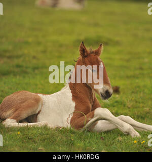 A sleeping foal Stock Photo - Alamy