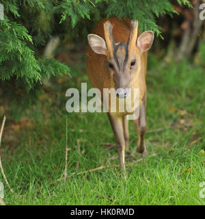 Muntjac Deer (Muntiacus reevesi). Close-up of head showing slit opening ...