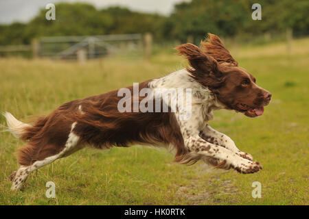 Springer spaniel running Stock Photo - Alamy