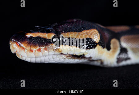 Python snake portrait in studio with black background Stock Photo - Alamy
