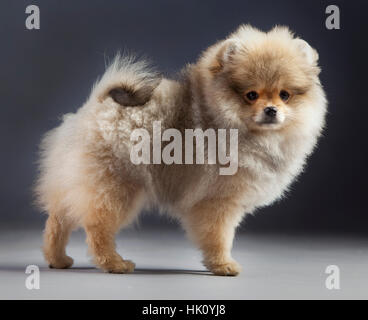 Cute maroon puppy Stock Photo - Alamy