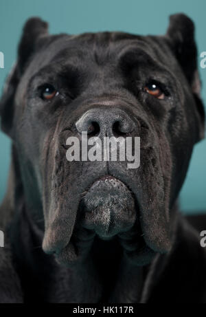 Mixed-breed Rhodesian Ridgeback, portrait Stock Photo - Alamy