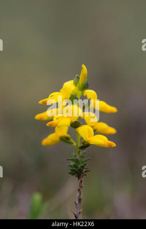 Petty Whin; Genista anglica Flower; New Forest; UK Stock Photo - Alamy