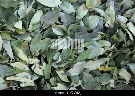 Coca plant cultivation, Bolivia, South America Stock Photo: 21228201 ...