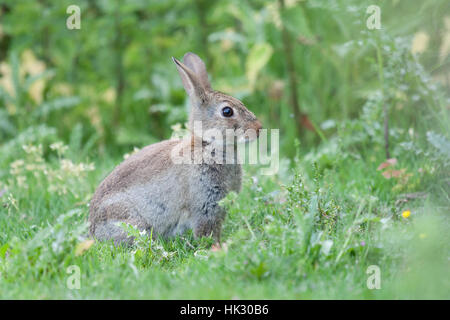 European rabbit / common rabbit (Oryctolagus cuniculus) in field Stock ...