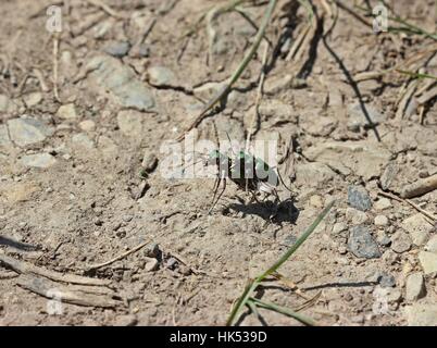 field sand stalker in mating Stock Photo - Alamy