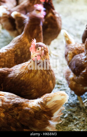 chicken coop with a lot of chickens Stock Photo - Alamy