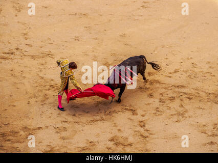 spectacle of bullfighting, where a bull fighting a bullfighter Spanish ...