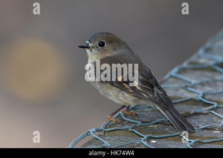 Female Pink Robin (Petroica rodinogaster), Otway Ranges, Great Ocean ...