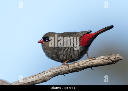 Beautiful Firetail (Stagonopleura bella), Tasmania, Australia Stock ...