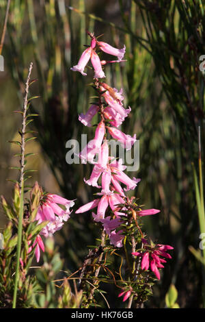 Common heath (Epacris impressa) flowers. Mount Piper Reserve, Broadford ...