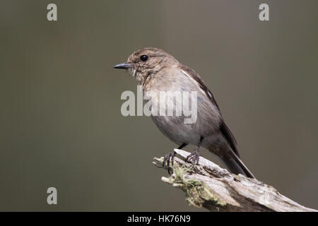 Dusky Robin Melanodryas vittata Tasmanian endemic Photographed in ...