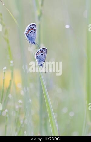 summer, summerly, butterfly, butterflies, june, two, summer, summerly ...