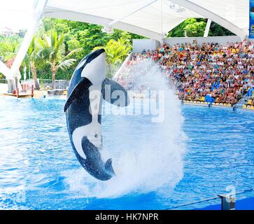Orca Whale show, Loro Parque aquarium and Theme Park, Costa Adeje ...