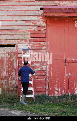 Man climbing ladder leaning against a brick wall standing precariously ...