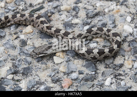 Juvenile eastern rat snake - Pantherophis alleghaniensis Stock Photo ...