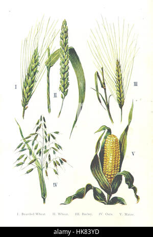 An image from 'Pitman's Commercial Geography of the World ...