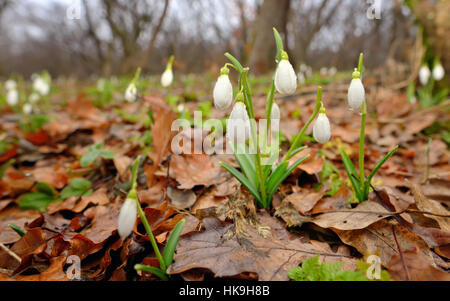 Snowdrops with dew drops in forest Stock Photo - Alamy