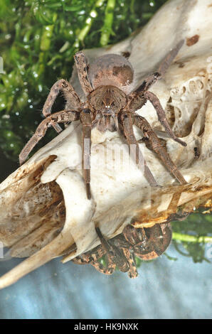 Giant Amazon Fishing Spider, (Ancylometes Bogotensis) pair Stock Photo ...