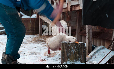 goose head chopped off with an ax Stock Photo - Alamy