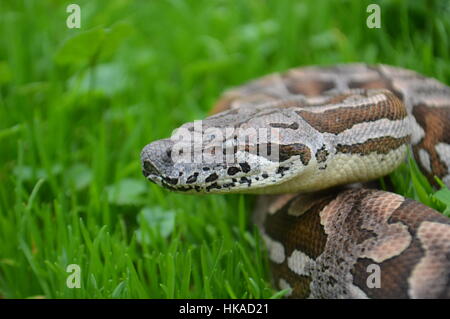 Dumerils Boa Madagascar ground boa Stock Photo - Alamy