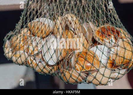 Many seashells in fishing net on the beach Stock Photo - Alamy
