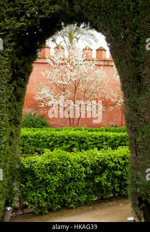 Springtime blossom in the gardens of the Alcazar in Seville, Andalucia ...