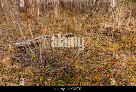 White-tailed buck rub Stock Photo - Alamy