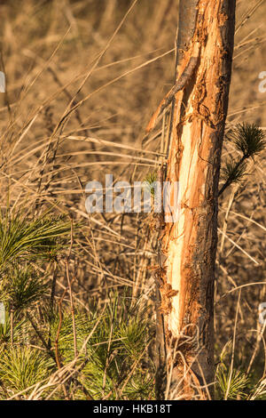 Whitetail deer rub Stock Photo - Alamy