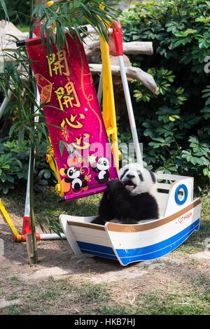 Macao, China. 27th Jan, 2017. Panda cubs "Jianjian" (L) and "Kangkang ...