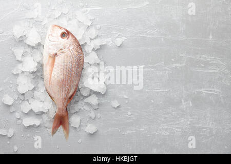 japanese red sea bream, Tai, Madai snapper, pagrus major isolated on ...