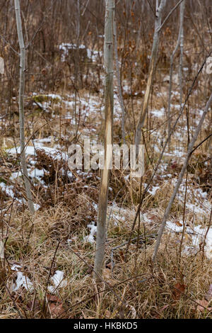 Male whitetail deer rubbing his antlers on a tree Stock Photo - Alamy